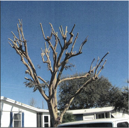 Leaders look to protect residents, trees from unscrupulous tree ...
