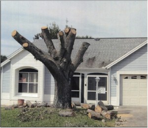 Leaders look to protect residents, trees from unscrupulous tree ...