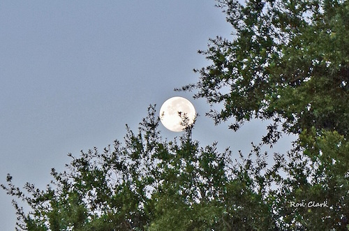 Full moon over Lake Miona in The Villages - Villages-News.com