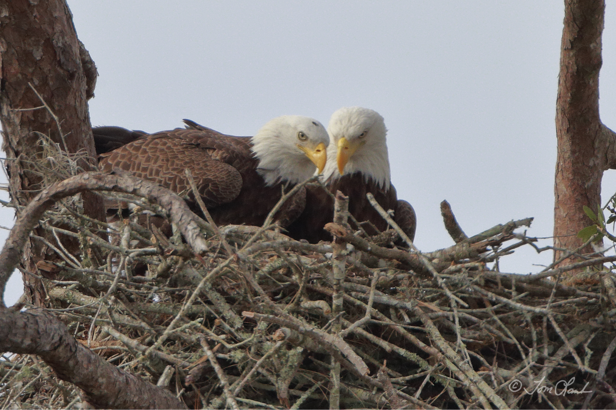 Villager keeping watchful eye over eagles who are new parents in The ...