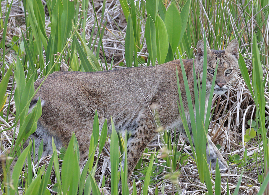 Villager captures impressive image of bobcat at Sharon Rose Wiechens ...