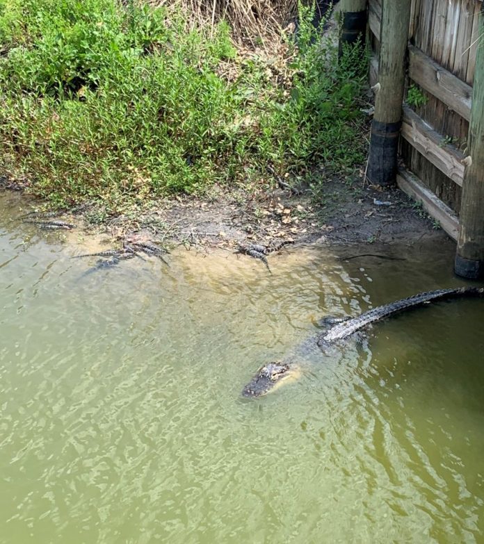 Gator With Babies Spotted on Caroline Golf Course - Villages-News.com