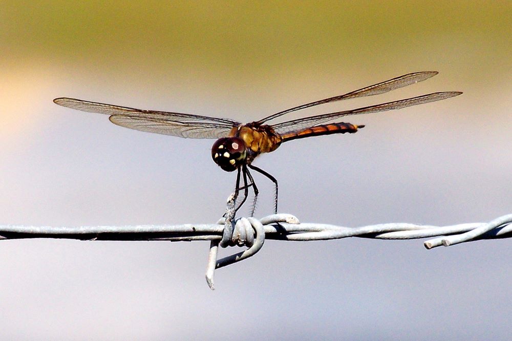 Close-up on dragonfly in The Villages - Villages-News.com