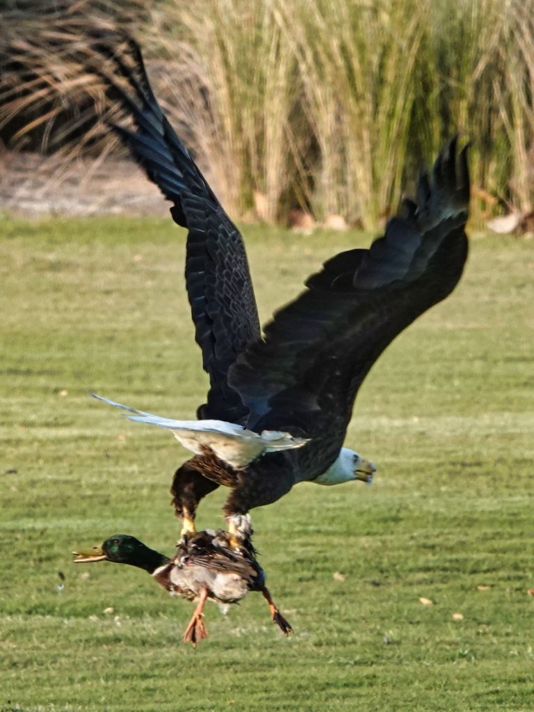 American Bald Eagle Taking A Mallard Duck Home For Dinner - Villages ...