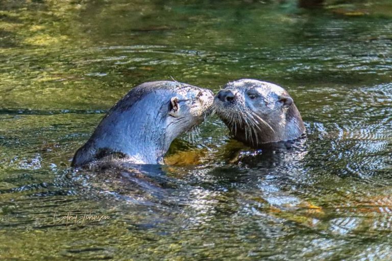 Pair Of River Otters Playing Together Along Fenney Nature Trail ...