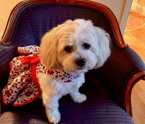 Village of Pinellas dog shows off her holiday outfit - Villages-News.com