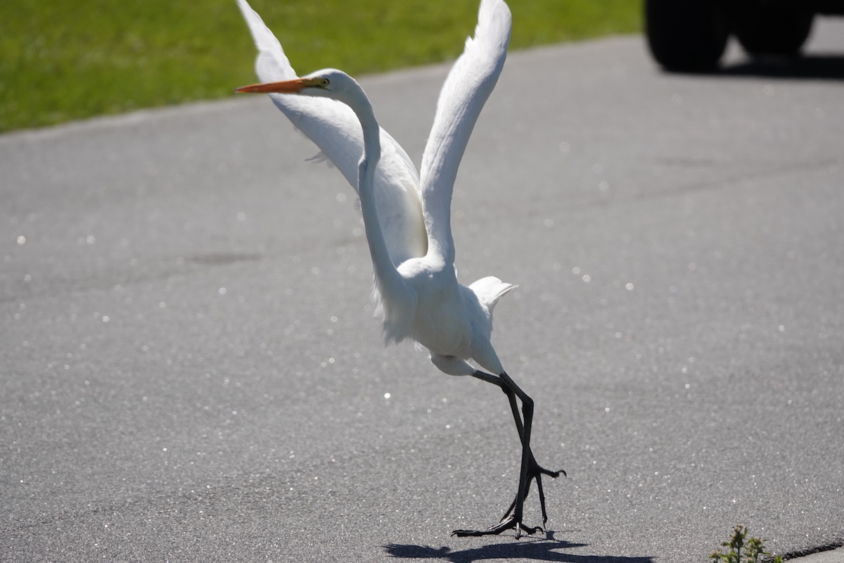 Egret Dancing In Street In The Villages - Villages-News.com