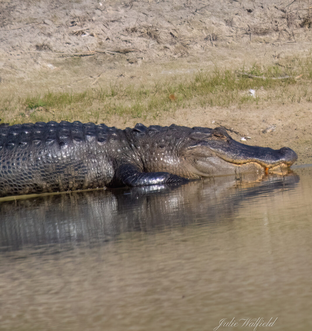 Alligator Napping On A Warm Spring Day In The Villages - Villages-News.com