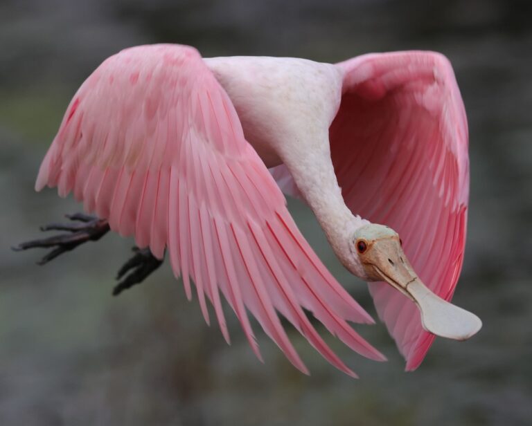 Roseate spoonbill demonstrating aerial skills behind Lake Deaton Plaza ...
