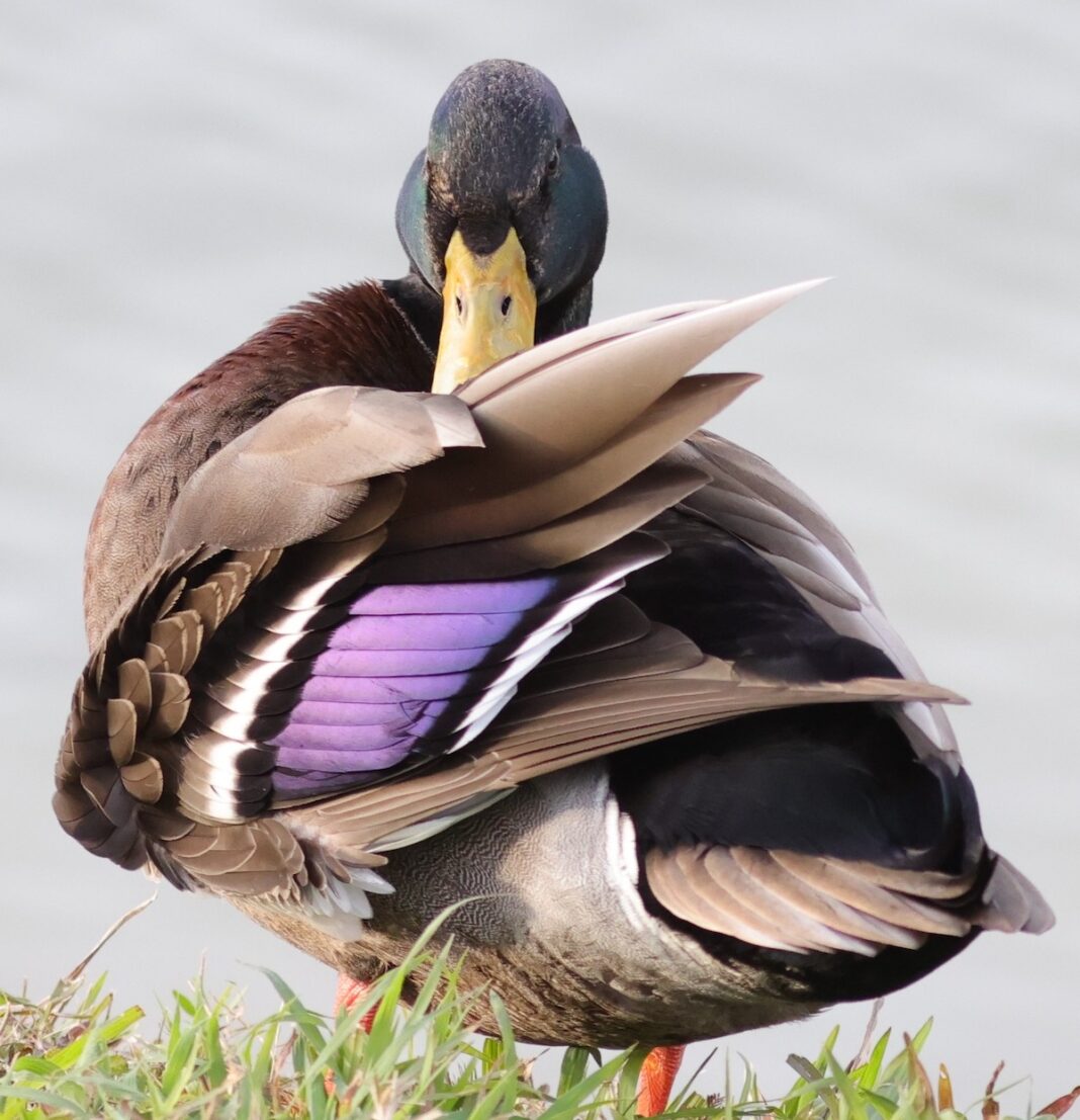 Mallard duck posing at Freedom Pointe in The Villages - Villages-News.com