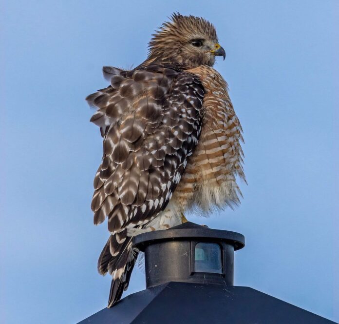 Red-shouldered hawk sitting on street light in the Village of Pine ...