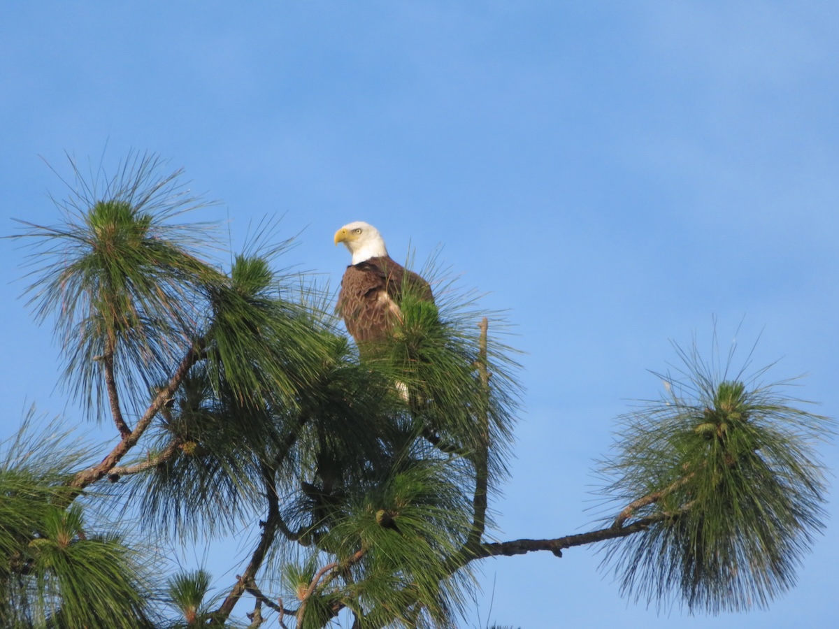 Bald eagle overlooking The Villages - Villages-News.com