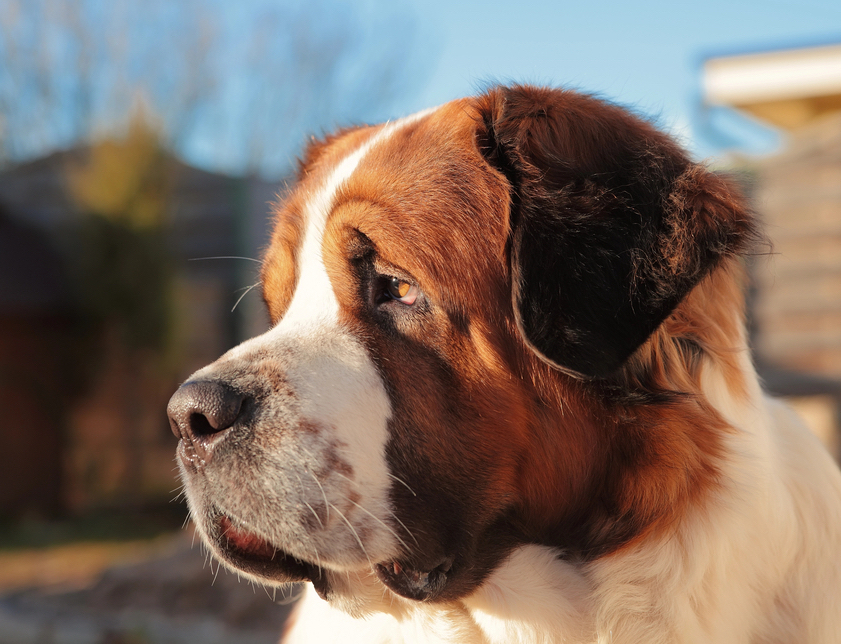 Why won’t The Villages be fair and humane to the pet population ...