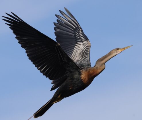 Anhinga flying over the Village of DeLuna - Villages-News.com