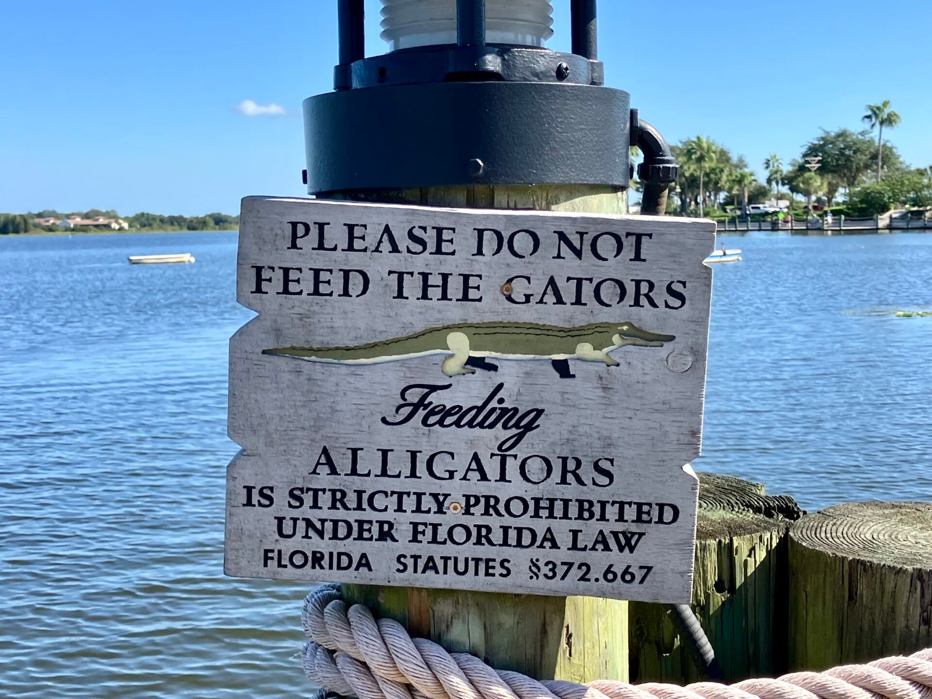 Don't give into temptation to feed the alligators - Villages-News.com
