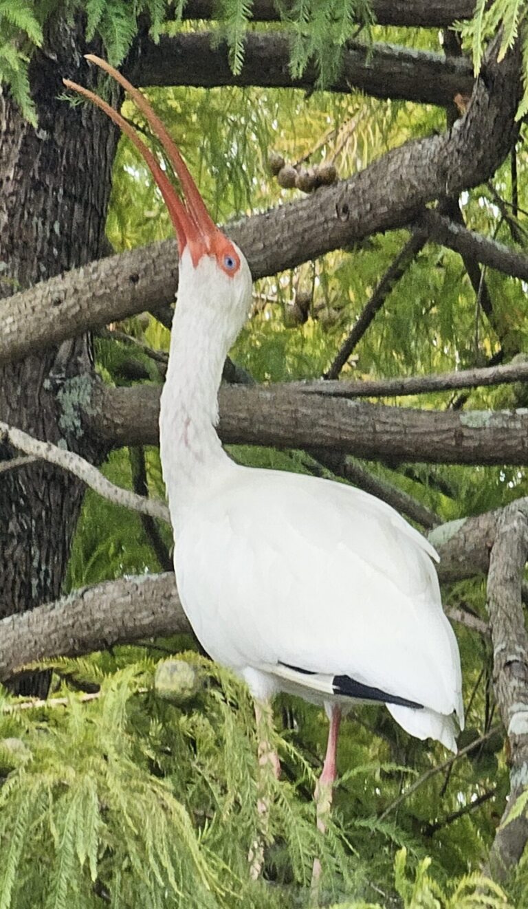 White ibis perched in tree in The Villages - Villages-News.com