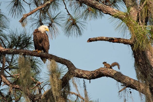 Bald eagle encounters squirrel on branch in The Villages - Villages ...