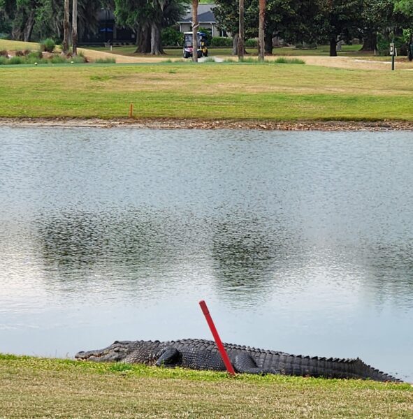 Villager snaps photo of lazy alligator at golf course - Villages-News.com