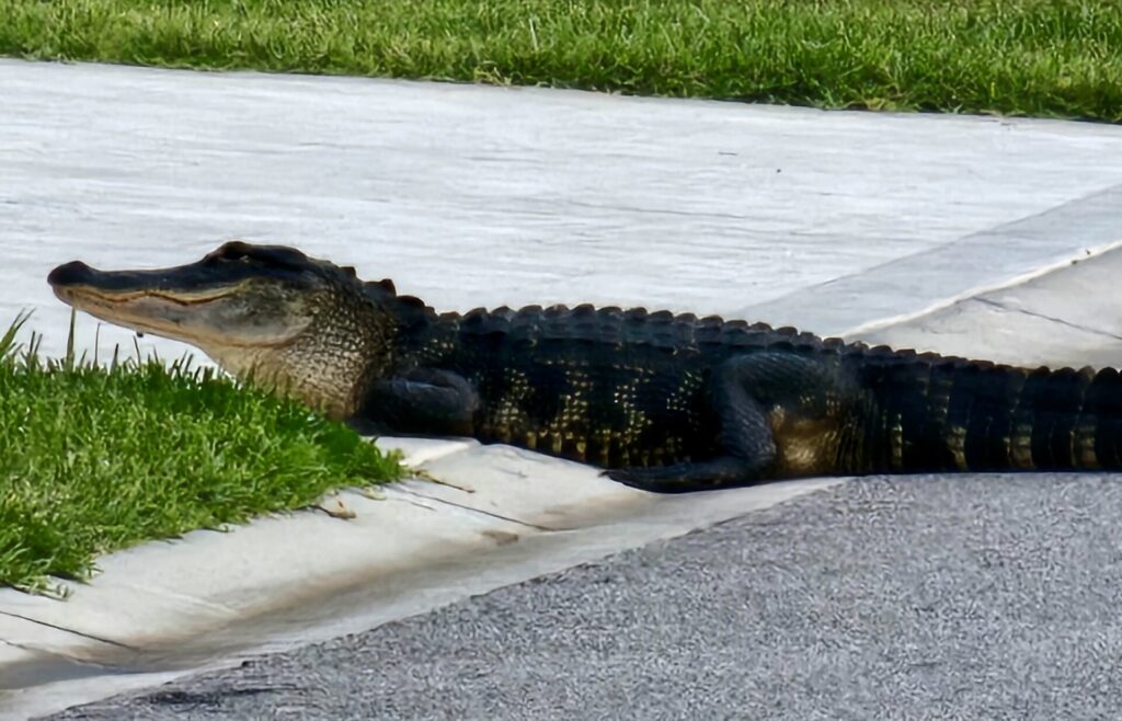 Alligator pays surprise visit to neighborhood in The Villages ...