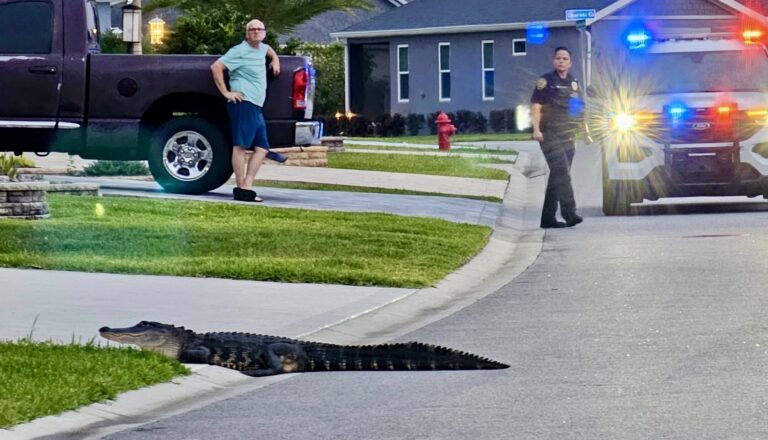 Alligator pays surprise visit to neighborhood in The Villages ...