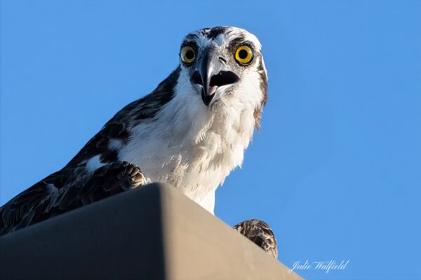 Osprey gazing down from perch in The Villages - Villages-News.com