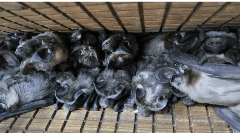 Old-fashioned solution solves bat problem at starter shack in The ...