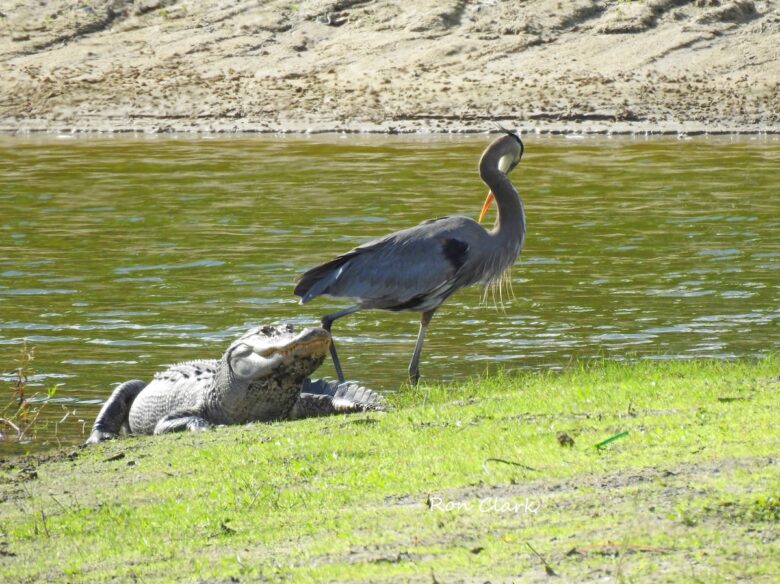 Alligator and great blue heron by retention pond in The Villages ...