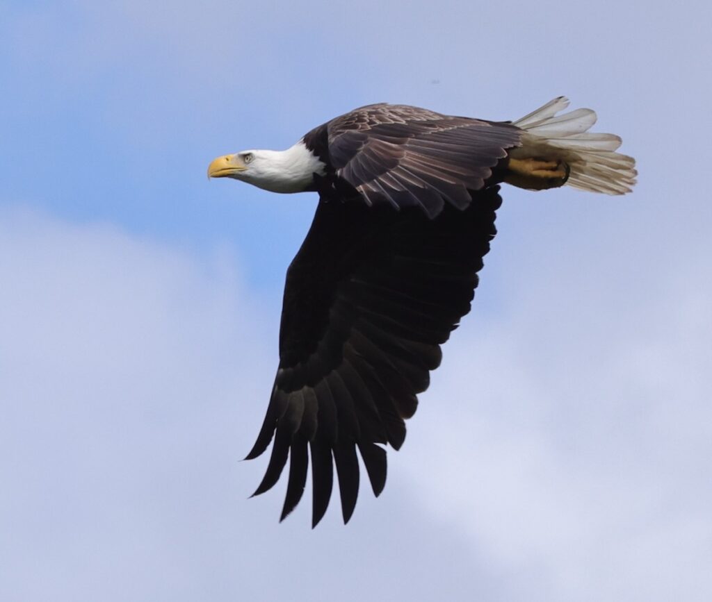 Bald eagle soars over the Village of Fenney - Villages-News.com
