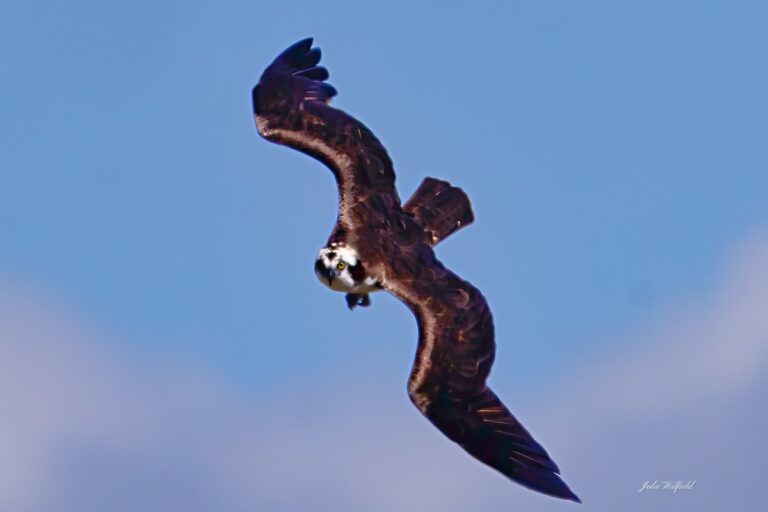 Osprey diving for breakfast in Eastport in The Villages - Villages-News.com