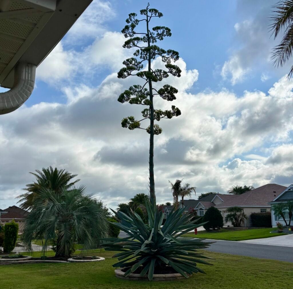 Villager surprised to discover spectacularly tall stalk growing in his ...