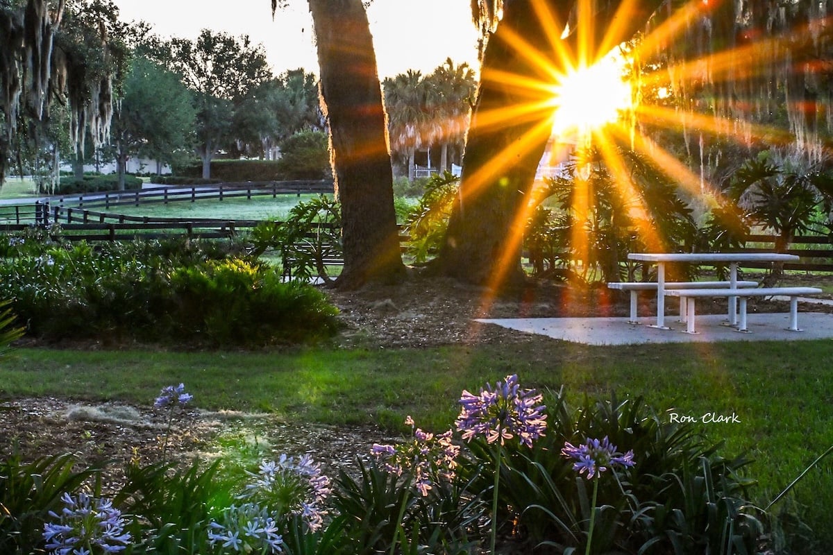 Morning sun shines down on Live Oaks Park - Villages-News.com