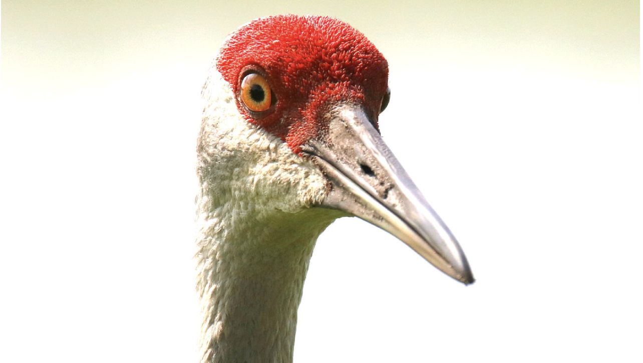 Bewildered sandhill cranes wander neighborhood after loss of their ...