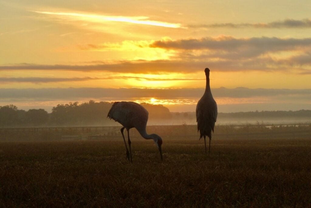 Sandhill cranes graze during a golden sunrise in The Villages ...