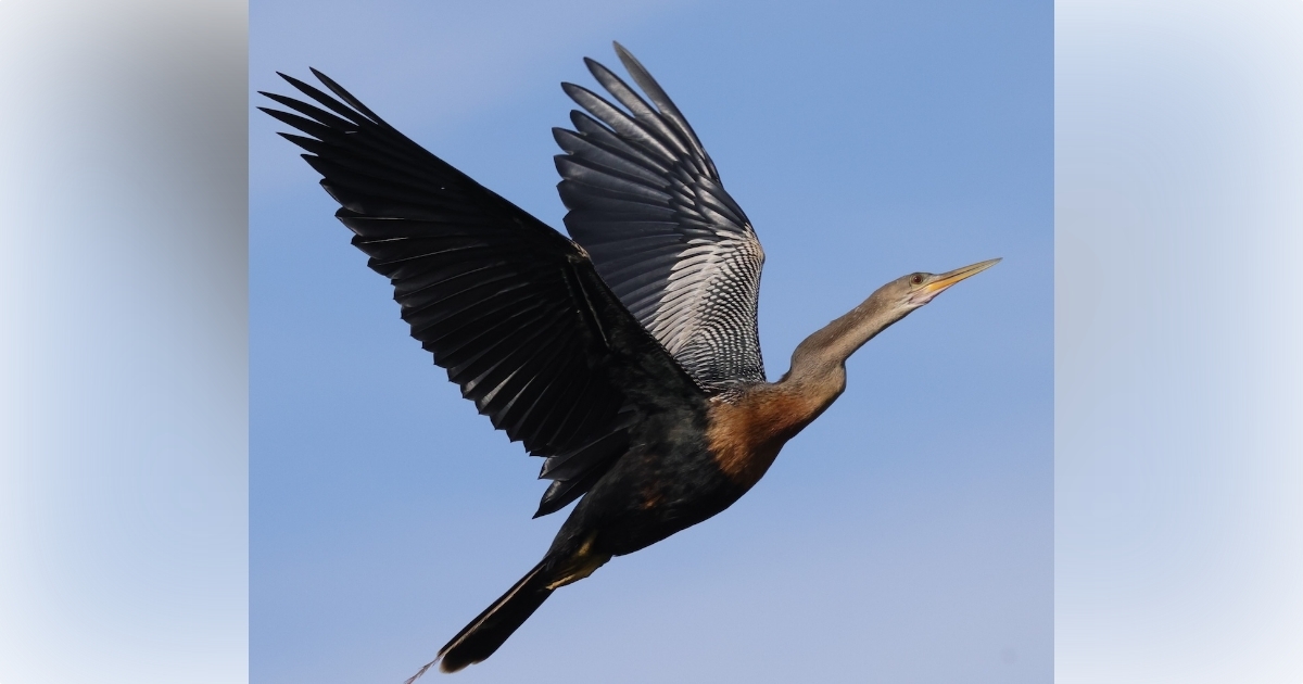 Anhinga flying over the Village of DeLuna - Villages-News.com