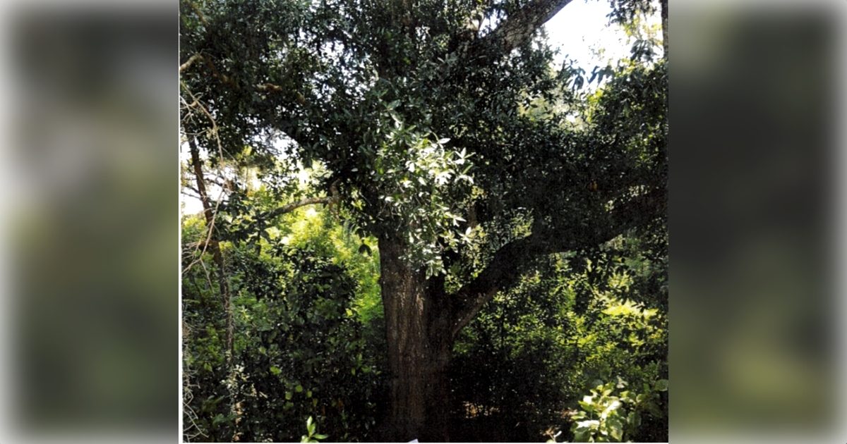 41 live oak trees to be removed for 117-home subdivision in Wildwood ...