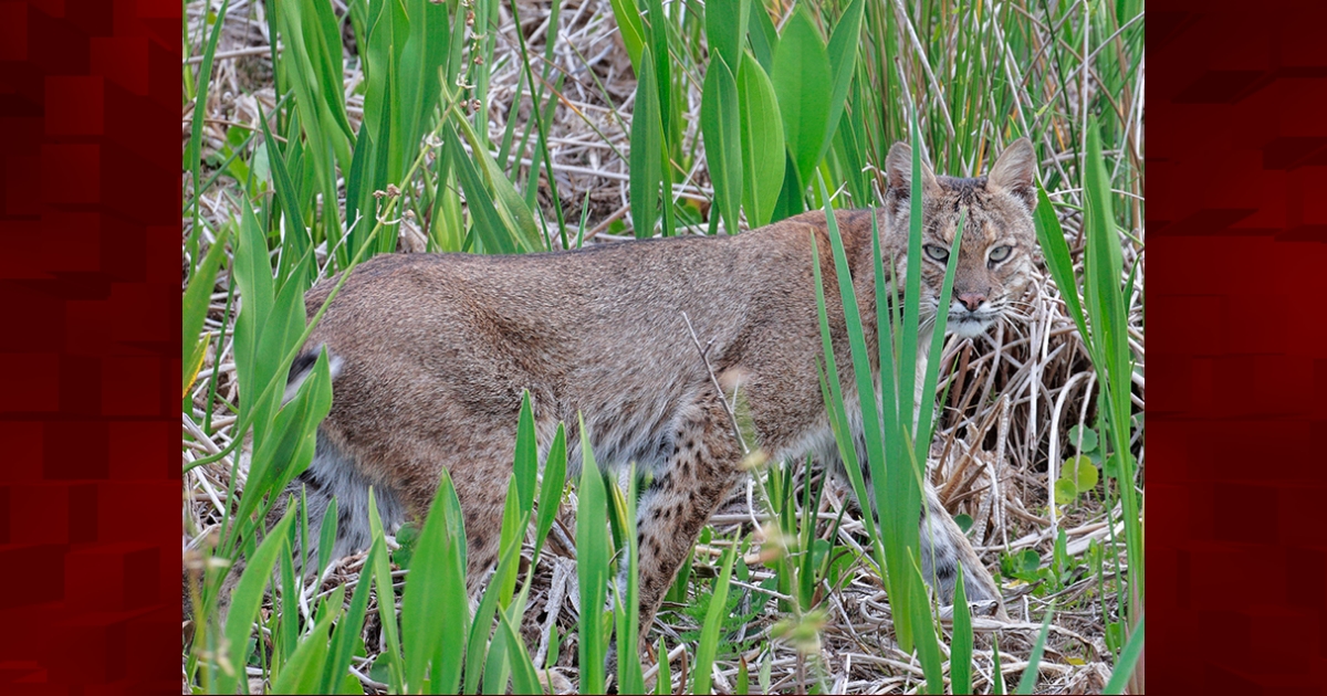 Villager captures impressive image of bobcat at Sharon Rose Wiechens ...