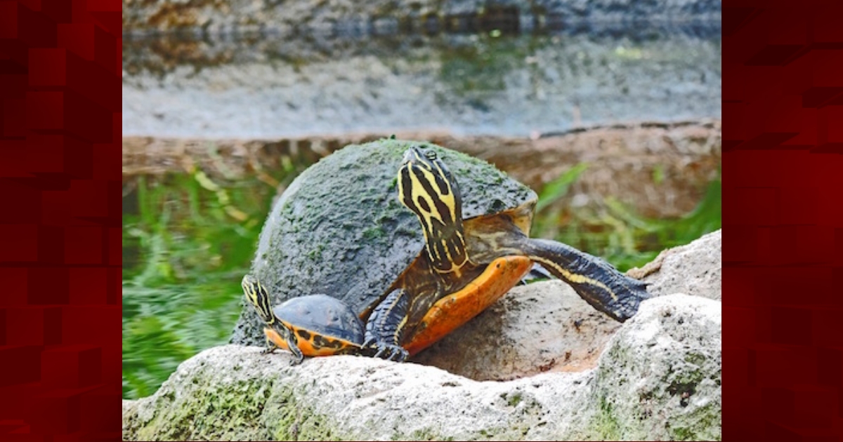 A turtle and baby climbing on rocks in The Villages - Villages-News.com