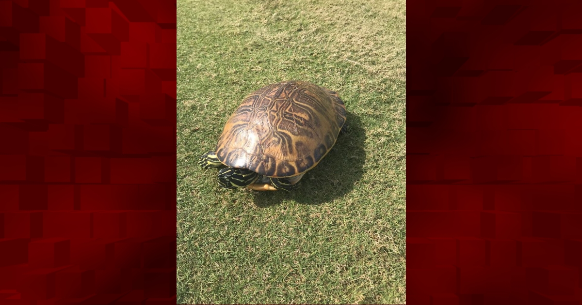 Turtle Spotted at Evan's Prairie Golf Course - Villages-News.com