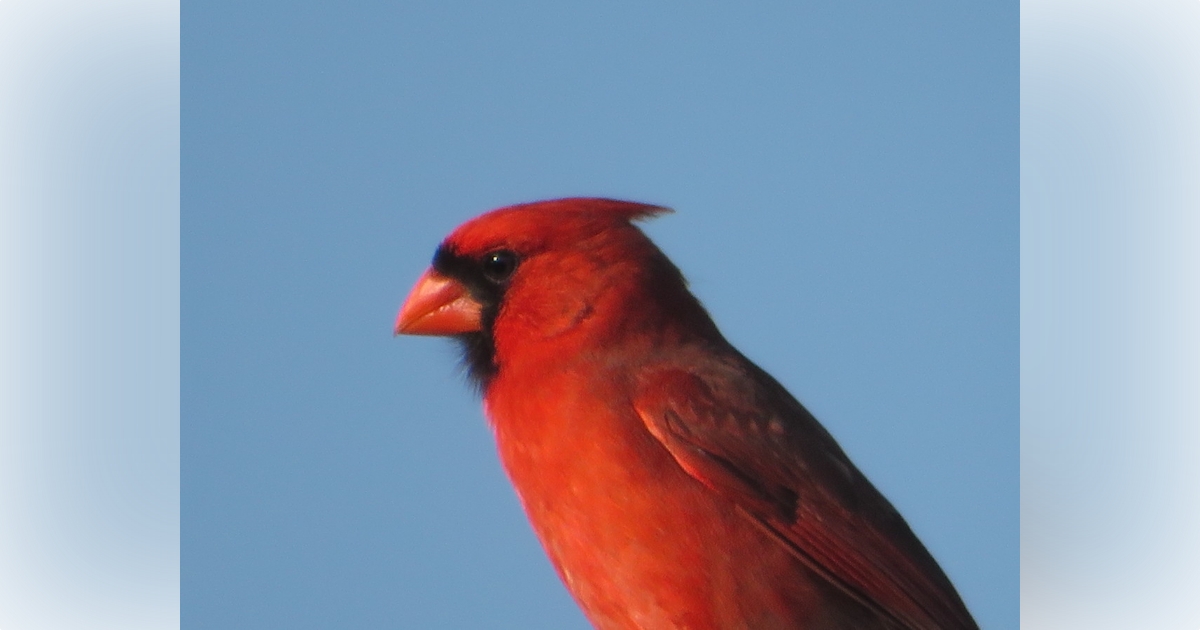 Male Cardinal In The Village Of Pine Ridge - Villages-News.com