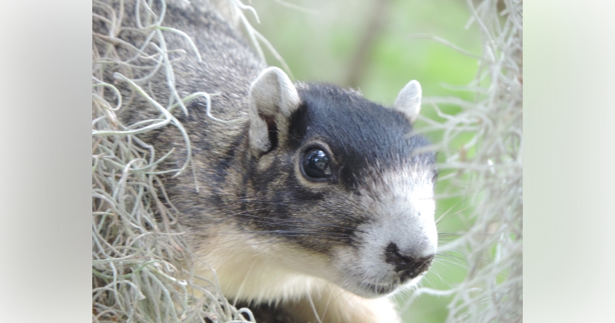 Sherman's Fox Squirrel In Tree On Hogeye Pathway In The Villages ...