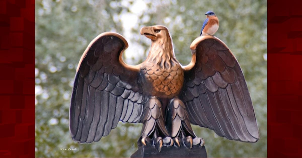 A Bluebird posing with the statue at Veterans Park - Villages-News.com