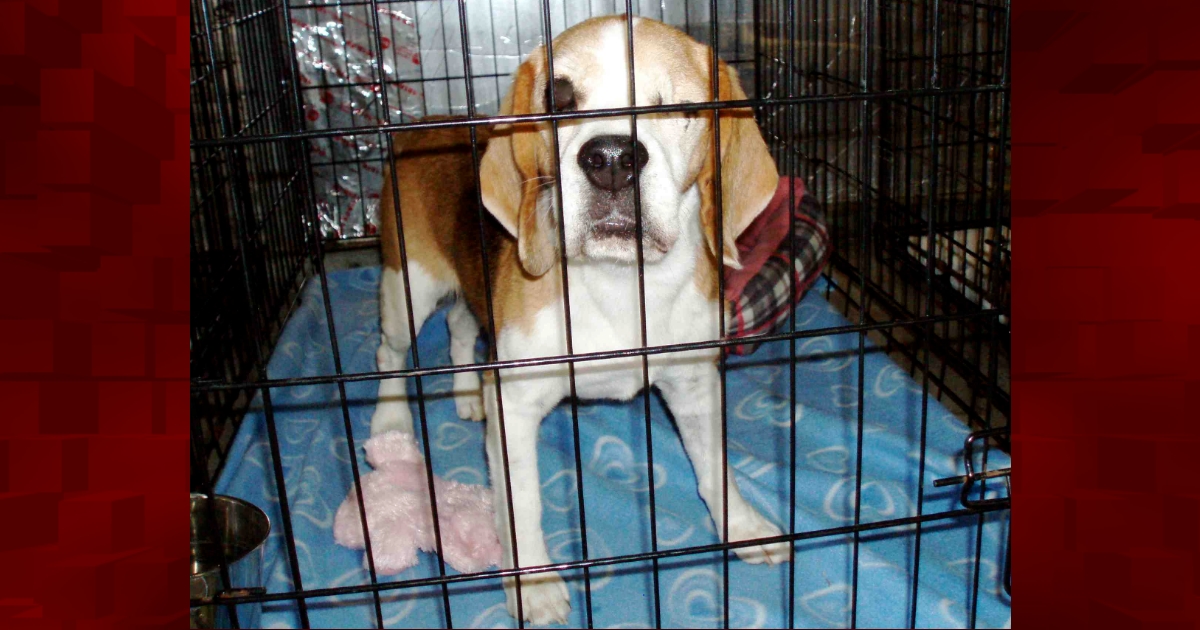 Humane Society fund-raiser planned this weekend at Buffalo Ridge Wal ...