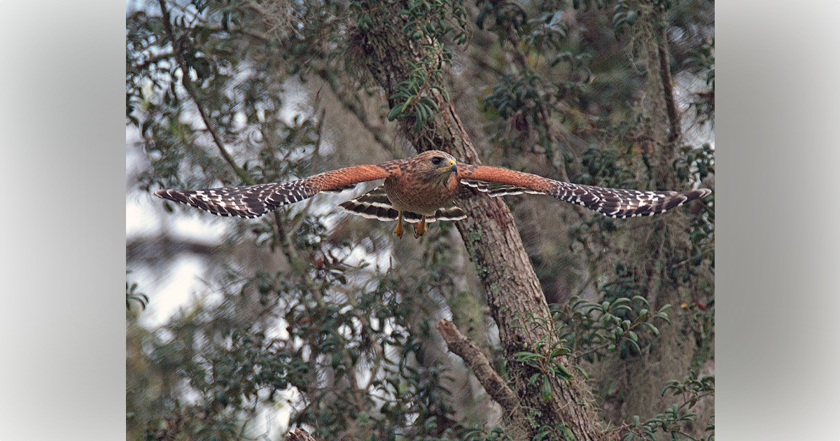 Red-shouldered hawk gliding through air in The Villages - Villages-News.com