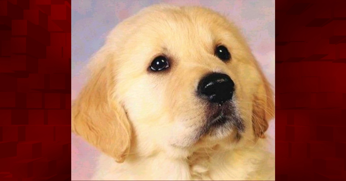 Humane Society/SPCA of Sumter County shares success stories of past ...