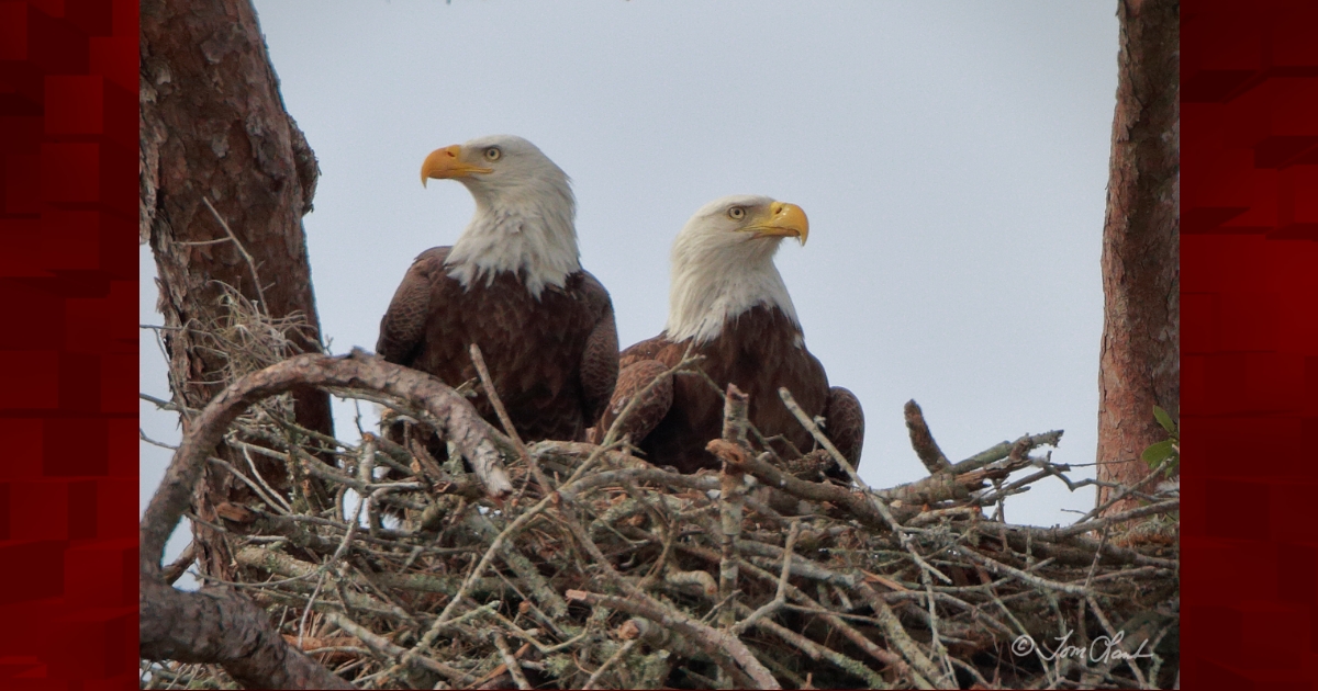 Villager keeping watchful eye over eagles who are new parents in The ...